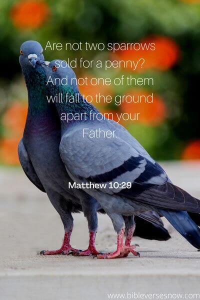 25 Popular Bible Verse His Eye Is On The Sparrow