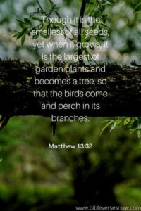 23 Important Bible Verses On Birds – Bible Verses of the day