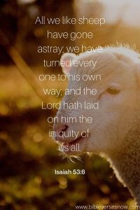 Black Sheep Meaning in the Bible – Bible Verses of the day