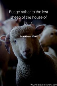 Black Sheep Meaning in the Bible – Bible Verses of the day
