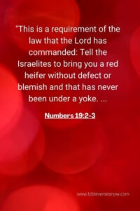 Red Heifer Bible Verses (35 Revealing Scriptures) – Bible Verses of the day