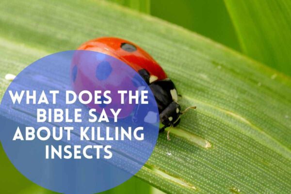 What Does The Bible Say About Killing Insects – Bible Verses of the day